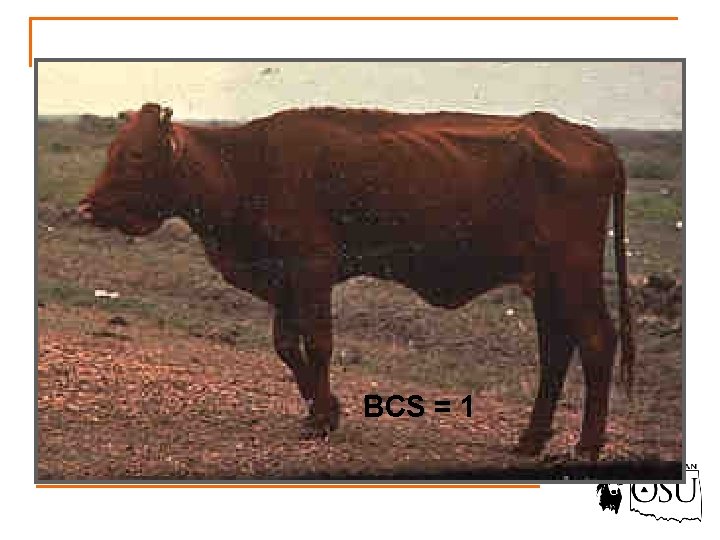 Body Condition Scoring of Beef Cows Damona Doye