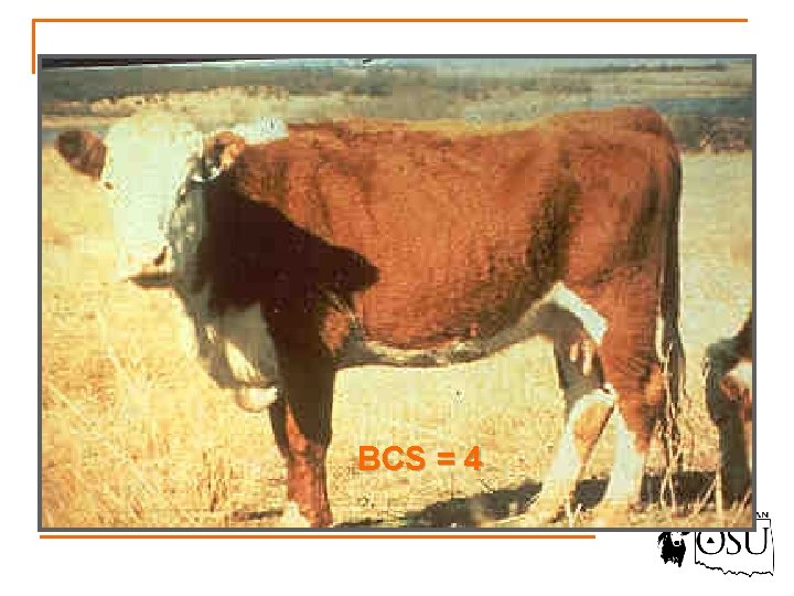 Body Condition Scoring of Beef Cows Damona Doye