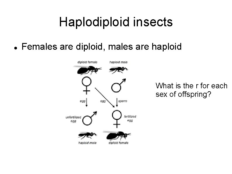 Altruism What is altruism Benefit another at a