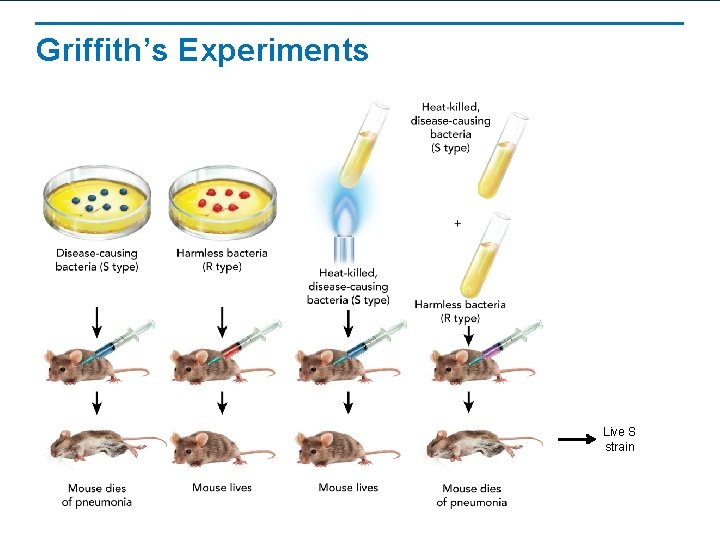 Identifying the Substance of the Gene Learning Objectives