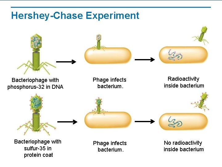 Identifying the Substance of the Gene Learning Objectives