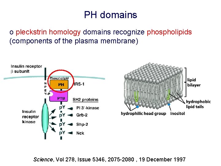 Tumor Biology Cellular and Molecular Aspects of the