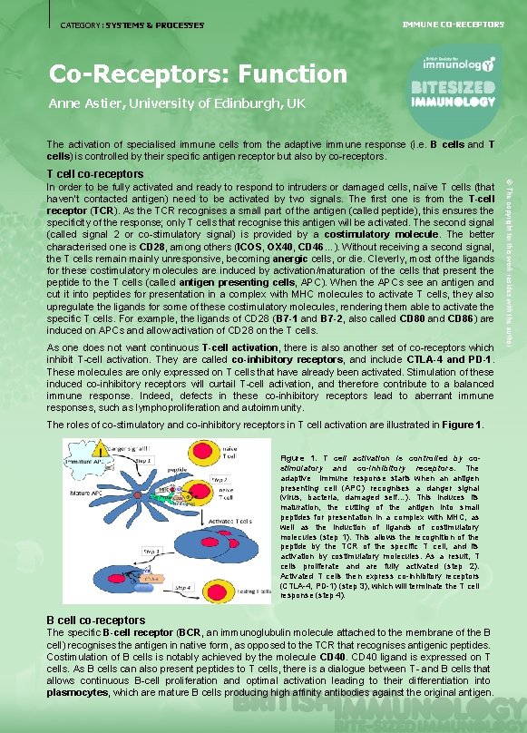 IMMUNE CORECEPTORS CATEGORY SYSTEMS PROCESSES CoReceptors Function Anne