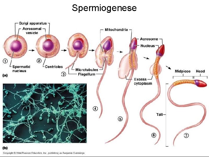 Makroskopische Anatomie der mnnlichen Geschlechtsorgane Hoden ...