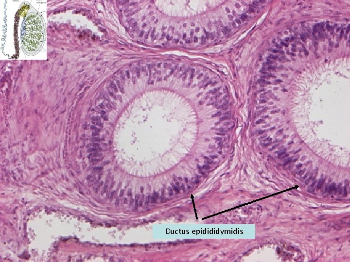 Makroskopische Anatomie der mnnlichen Geschlechtsorgane Hoden ...