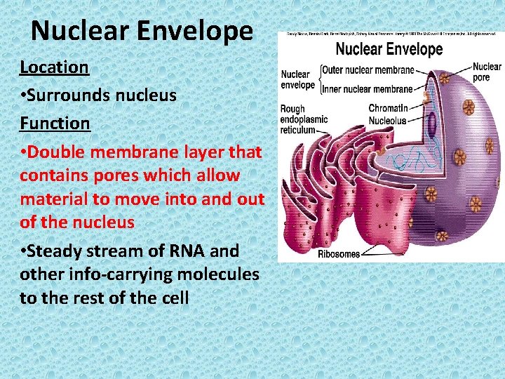 Cell Membrane Location Outer boundary of animal and