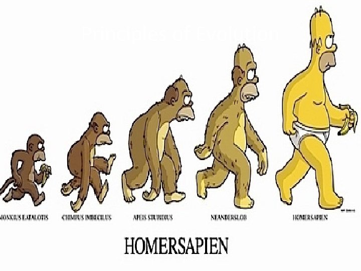 Principles of Evolution Activate Prior Knowledge Have you