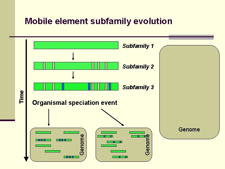 Mobile Element Applications for Molecular Ecology David A