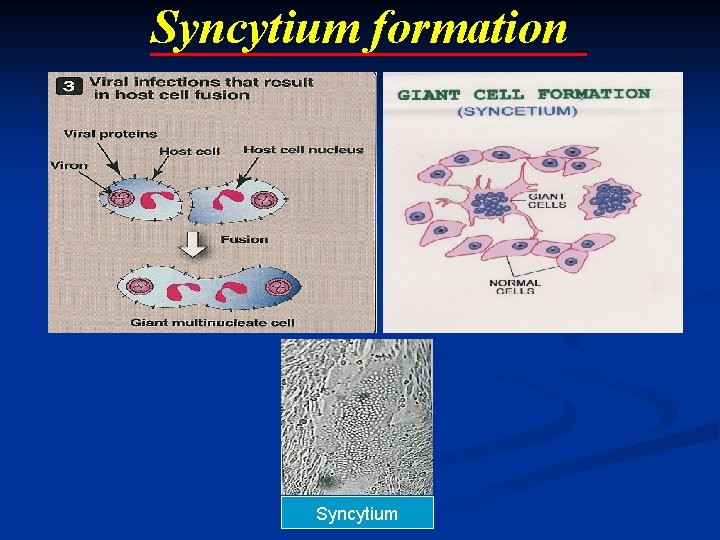 Foundation Block Microbiology 2019 Dr Malak M ElHazmi