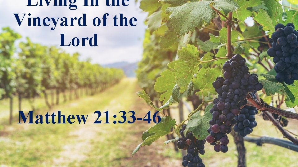 Living In the Vineyard of the Lord Matthew