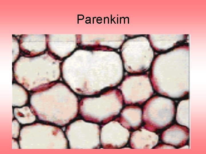 STRUKTUR DAN FUNGSI JARINGAN TUMBUHAN JARINGAN TUMBUHAN 1