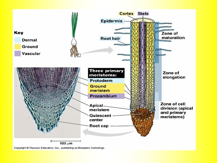 STRUKTUR DAN FUNGSI JARINGAN TUMBUHAN JARINGAN TUMBUHAN 1