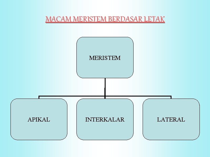 STRUKTUR DAN FUNGSI JARINGAN TUMBUHAN JARINGAN TUMBUHAN 1