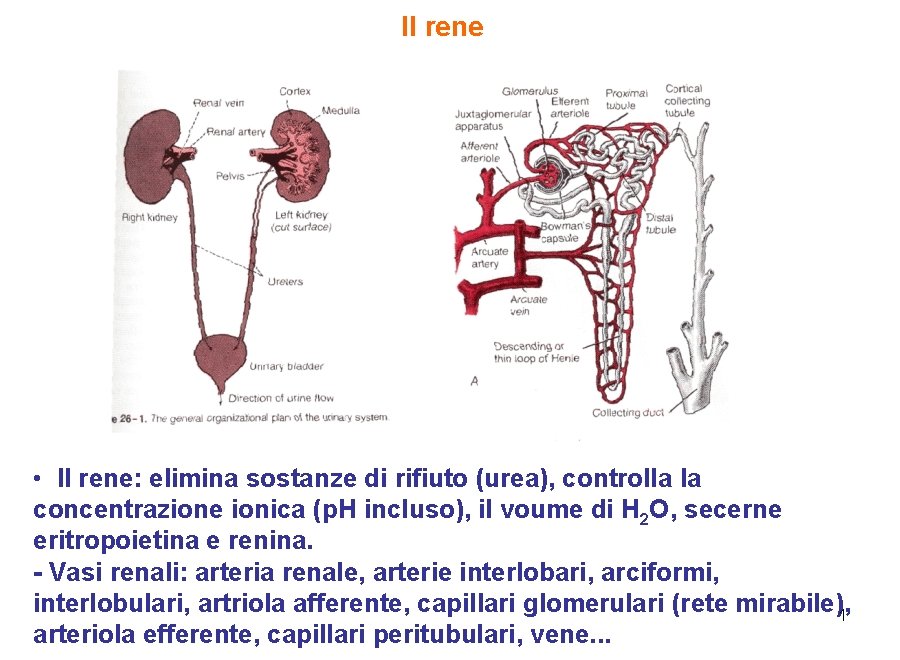 Il rene Il rene elimina sostanze di rifiuto