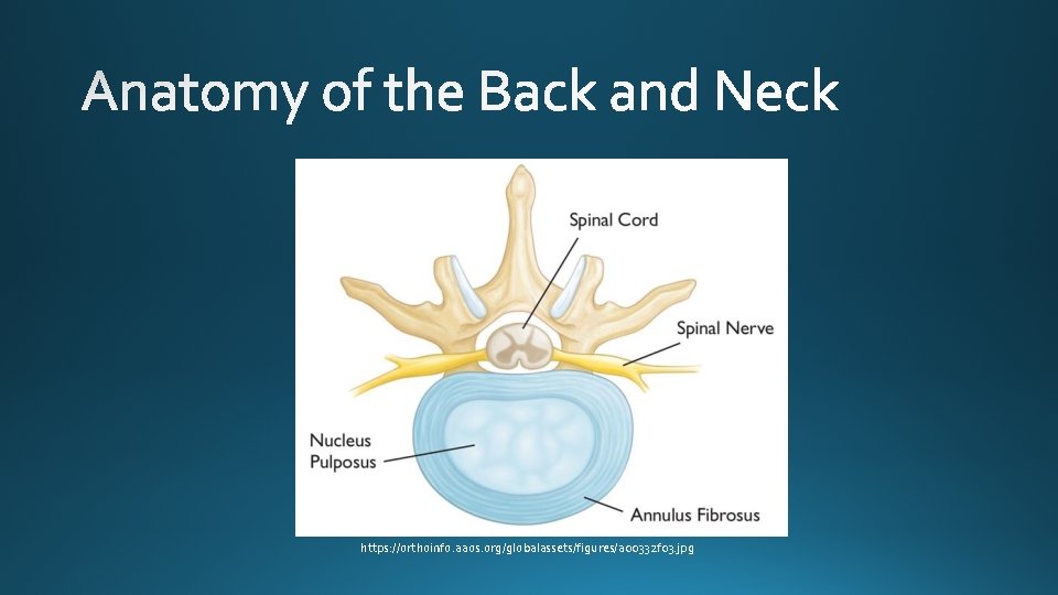 Lower Back Pain and Cervical Radiculopathy https www