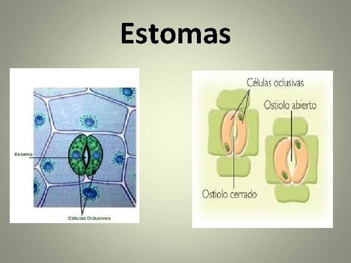 HOJAS Comprende la forma borde y nervadura Partes