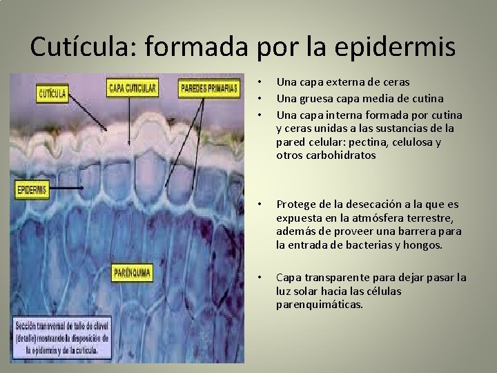 HOJAS Comprende la forma borde y nervadura Partes