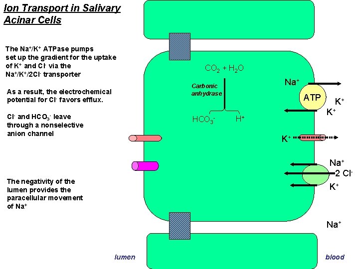 Ion Transport in Salivary Acinar Cells The NaK
