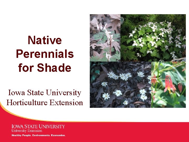 Native Perennials for Shade Iowa State University Horticulture