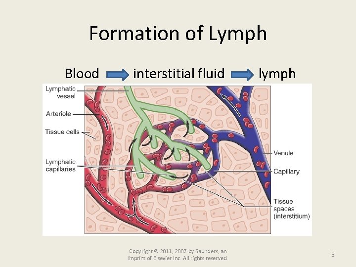 The Human Body in Health and Illness 4