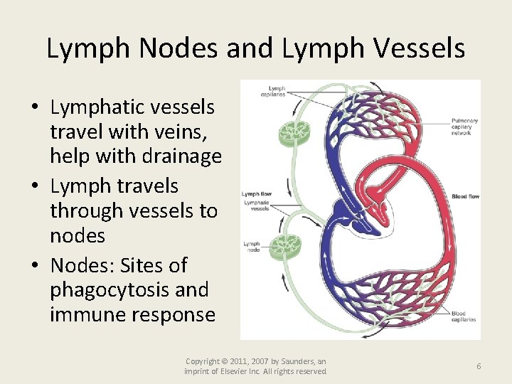 The Human Body in Health and Illness 4
