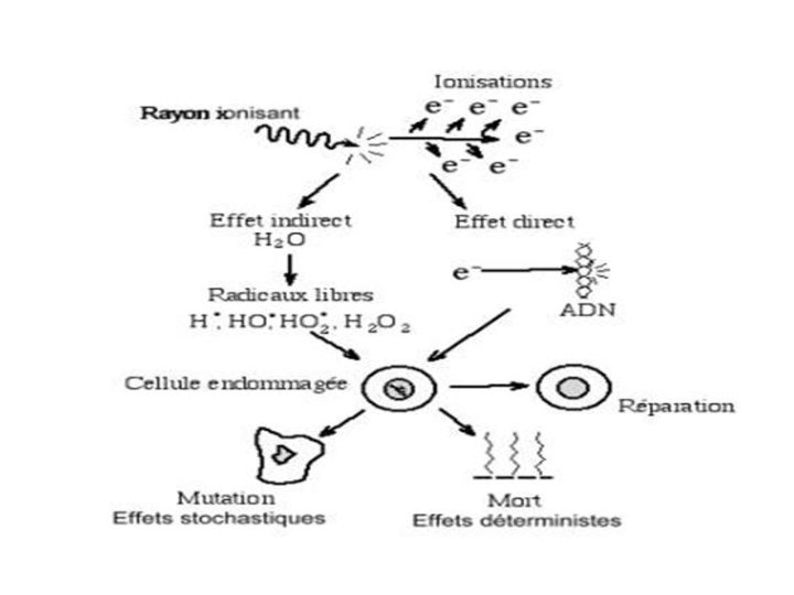 EFFETS BIOLOGIQUES DES RAYONNEMENTS IONISANTS I PHENOMENES MOLECULAIRES