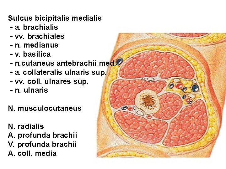 REGIONAL ANATOMY OF THE UPPER LIMB Regio deltoidea