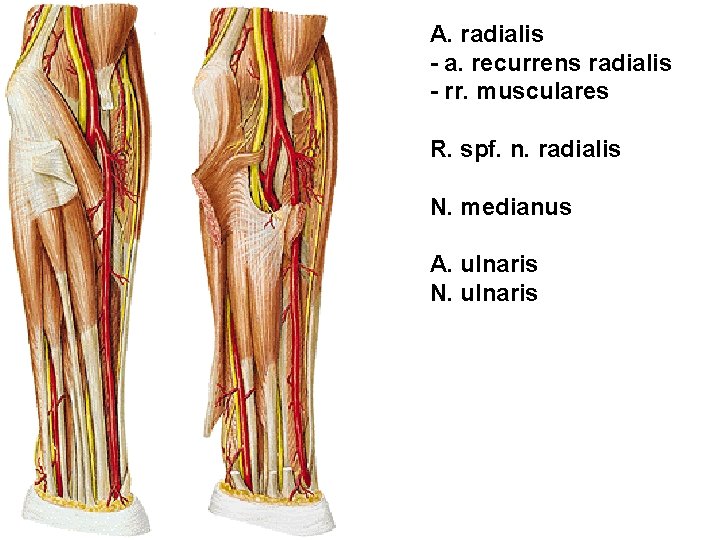 REGIONAL ANATOMY OF THE UPPER LIMB Regio deltoidea