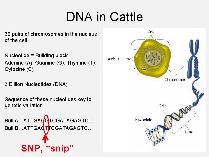Genomics Finding True Genetic Merit Pedigree Estimate EPD