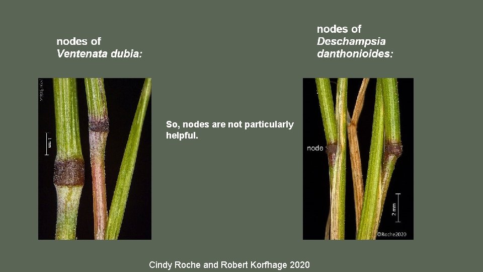 Ventenata dubia Compilation of Identification Resources Ventenata dubia