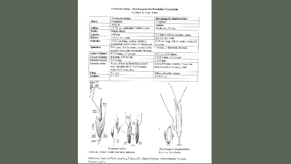 Ventenata dubia Compilation of Identification Resources Ventenata dubia