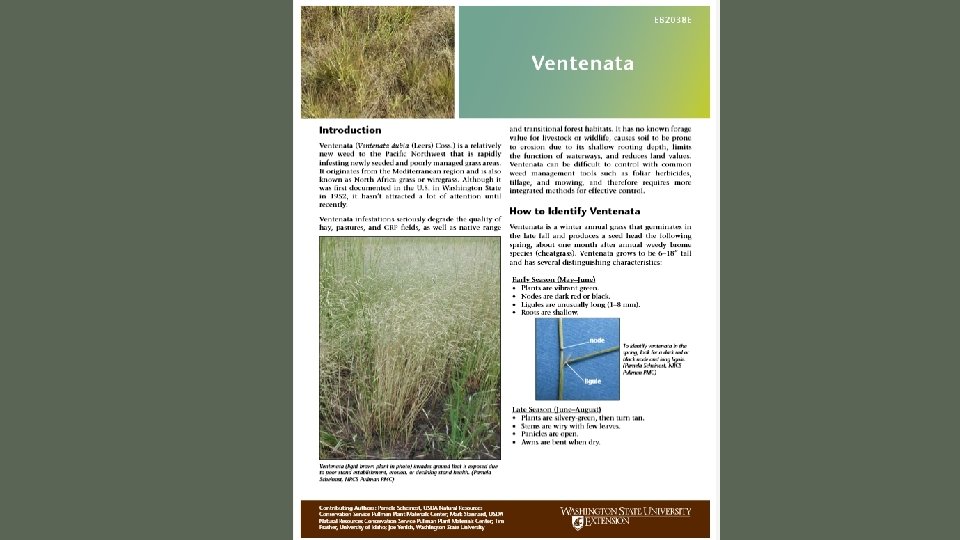 Ventenata dubia Compilation of Identification Resources Ventenata dubia