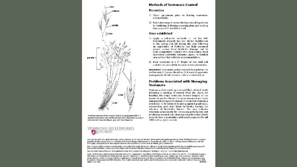 Ventenata dubia Compilation of Identification Resources Ventenata dubia