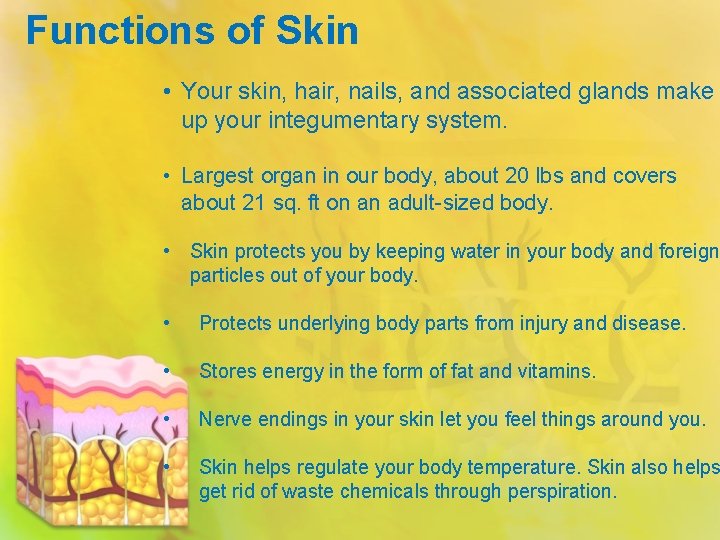 Integumentary System Functions of Skin Your skin hair