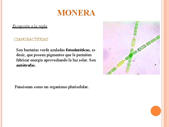 Unidad 1 Biodiversidad y clasificacin de los seres