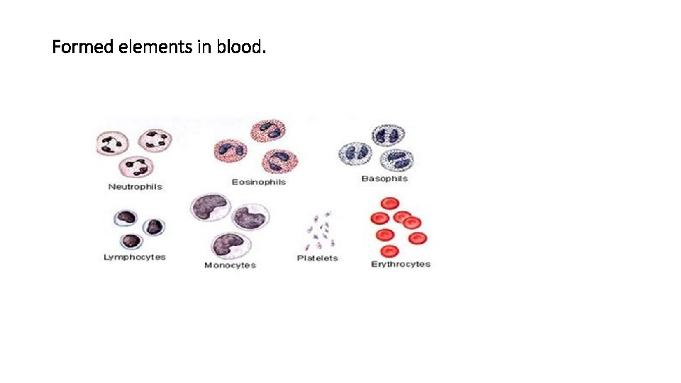 The Blood and Blood Vessels Terminology of the