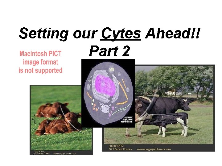 Setting our Cytes Ahead Part 2 Remember CELLS