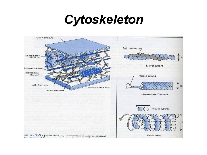 Setting our Cytes Ahead Part 2 Remember CELLS