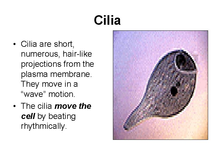 Setting our Cytes Ahead Part 2 Remember CELLS