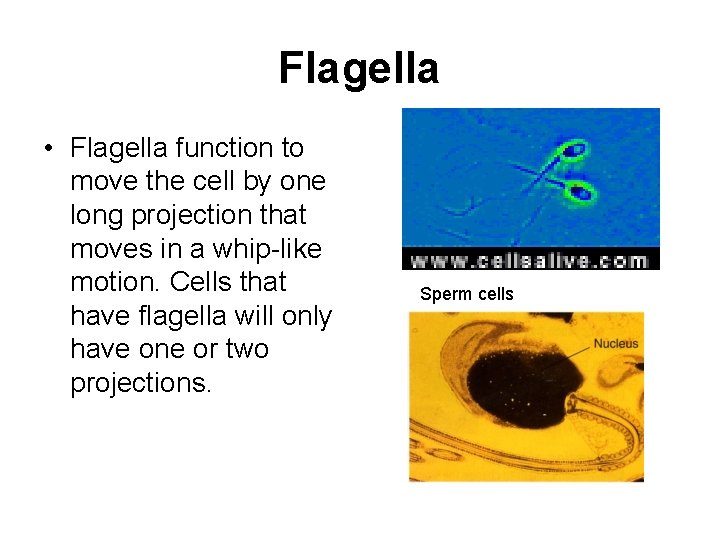 Setting our Cytes Ahead Part 2 Remember CELLS