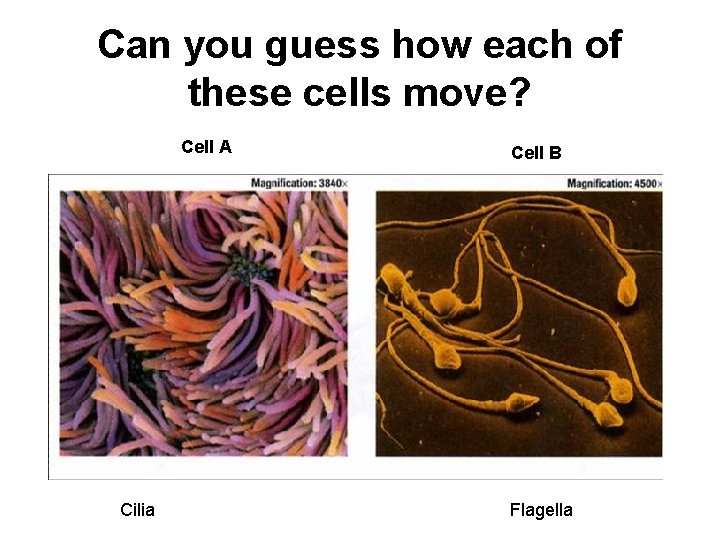 Setting our Cytes Ahead Part 2 Remember CELLS