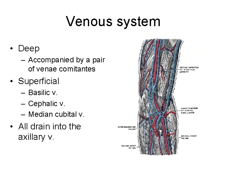Brachial artery injury Supparerk Prichayudh M D Anatomy