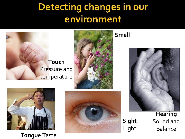 Brain and Mind Detecting changes in our environment