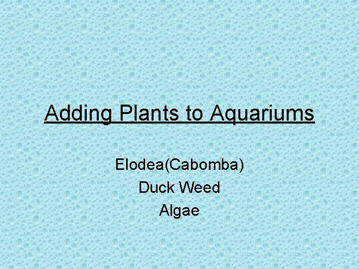 Adding Plants to Aquariums ElodeaCabomba Duck Weed Algae