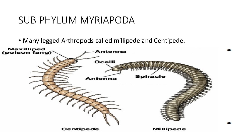 AEB 121 INVERTEBRATE ZOOLOGY PHYLUM ARTHROPODA BY MRS