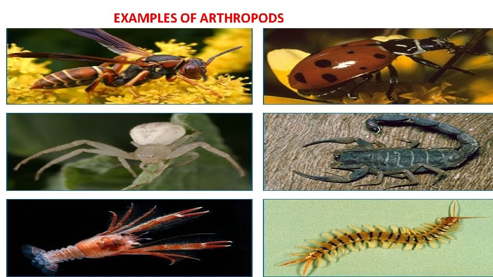 AEB 121 INVERTEBRATE ZOOLOGY PHYLUM ARTHROPODA BY MRS