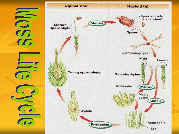 Chapter 10 Plant Reproduction Ch 10 1 Intro