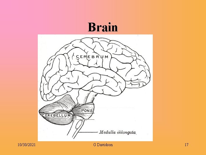 The Body in Action Coordination G Davidson Mr