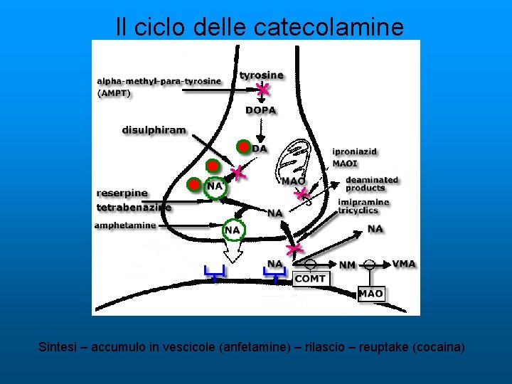FARMACOLOGIA DEL SISTEMA NERVOSO AUTONOMO SIMPATICO Il sistema