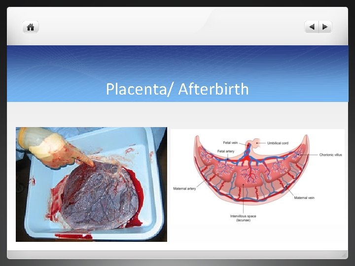 STAGES OF PREGNANCY Dr Amanda Atchoo CNM DNP